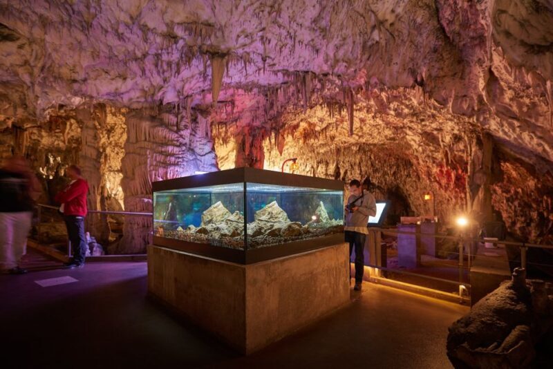 From Ljubljana: Lake Bled & Postojna Cave with Entry Tickets - Key Points