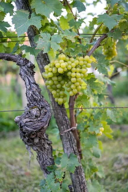 From Ljubljana: Vipava Valley Wine Express Tour - Key Points