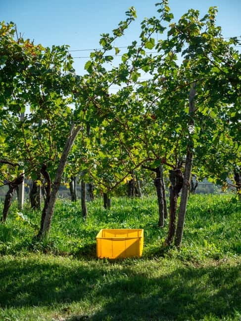 From Ljubljana: Vipava Valley Wine Express Tour - Tasting Experience