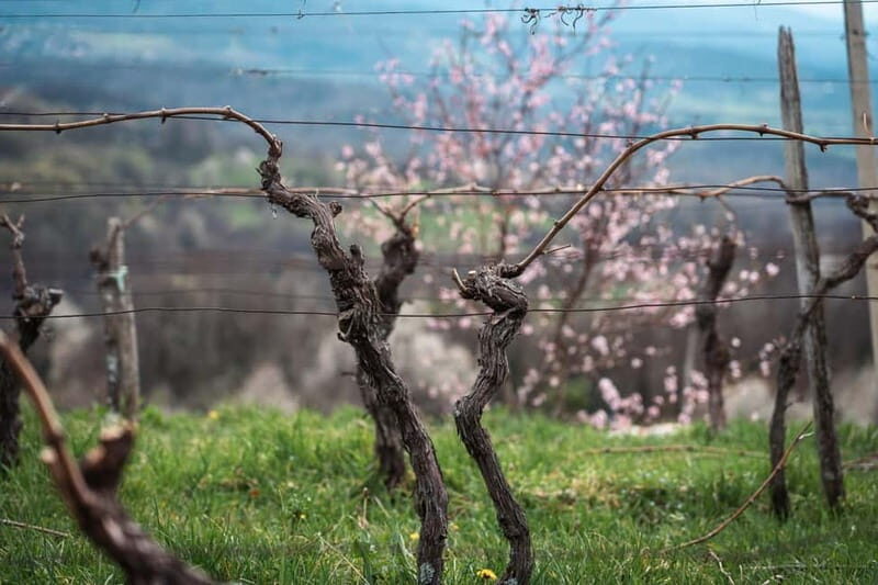 From Ljubljana: Vipava Valley Wine Express Tour - Practical Aspects: Timing, Group Size, and Price