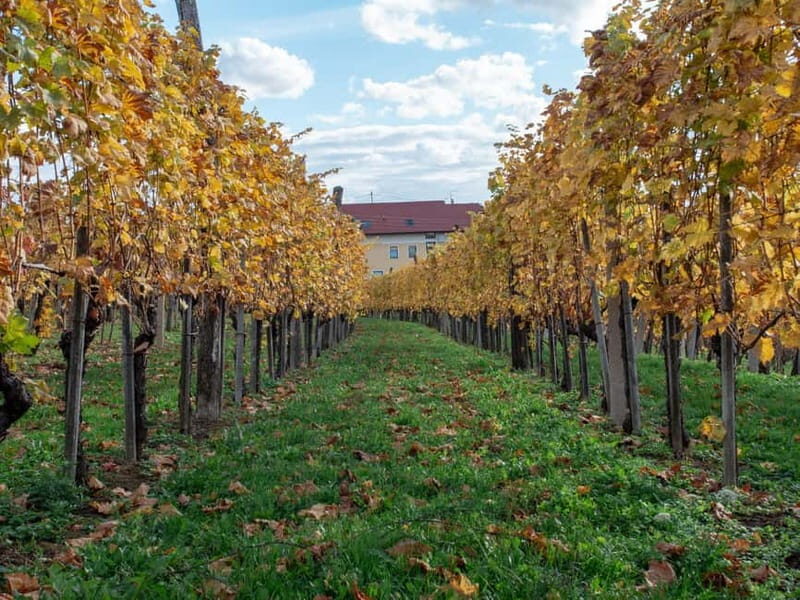 From Ljubljana: Vipava Valley Wine Express Tour - The Sum Up: Who Will Love This Tour?