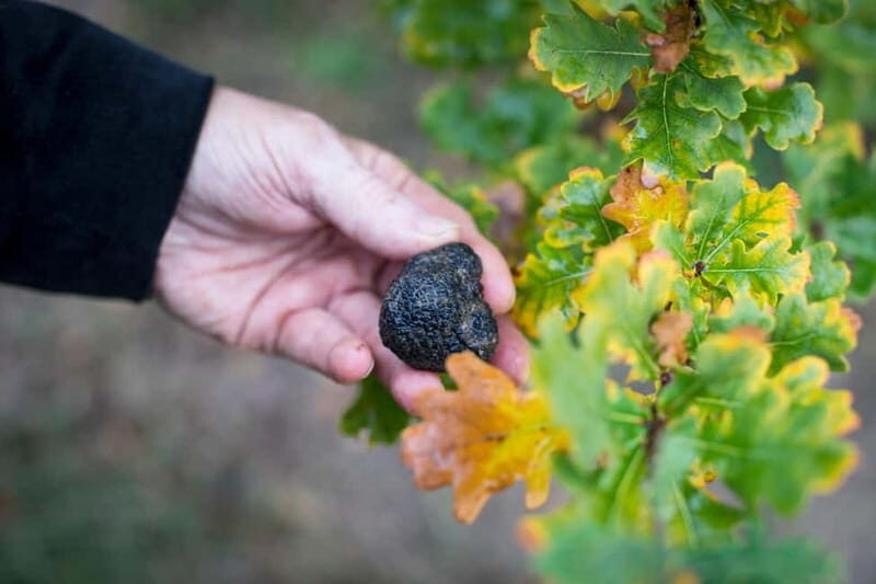 From location: Truffle farm visit, culinary workshop, meal - Frequently Asked Questions
