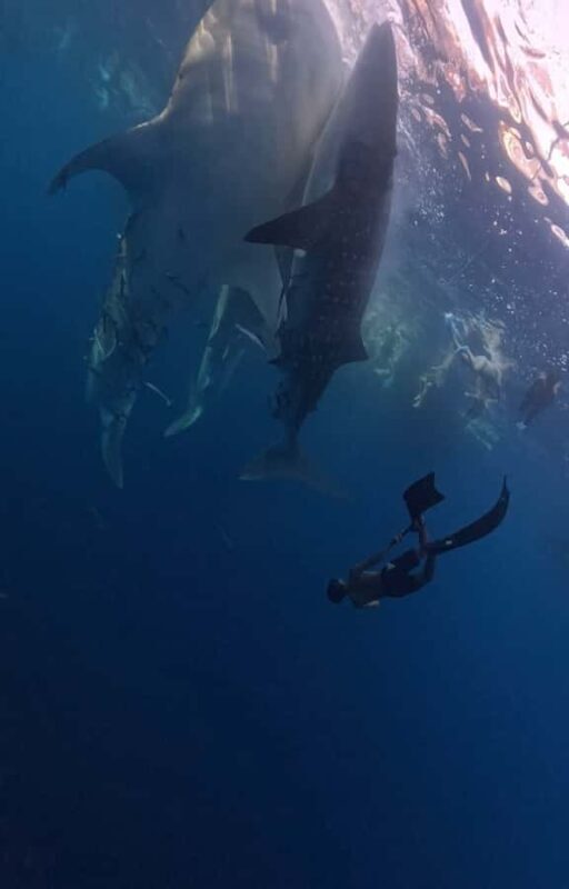 From Lombok: 2-Day Sumbawa Tour & Swim with Whale Sharks - An Honest Look at the 2-Day Sumbawa Tour from Lombok