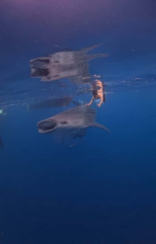 From Lombok: 2-Day Sumbawa Tour & Swim with Whale Sharks - Who Should Consider This Tour?
