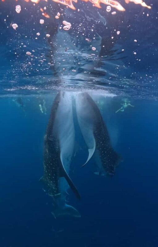 From Lombok: 2-Day Sumbawa Tour & Swim with Whale Sharks - FAQs