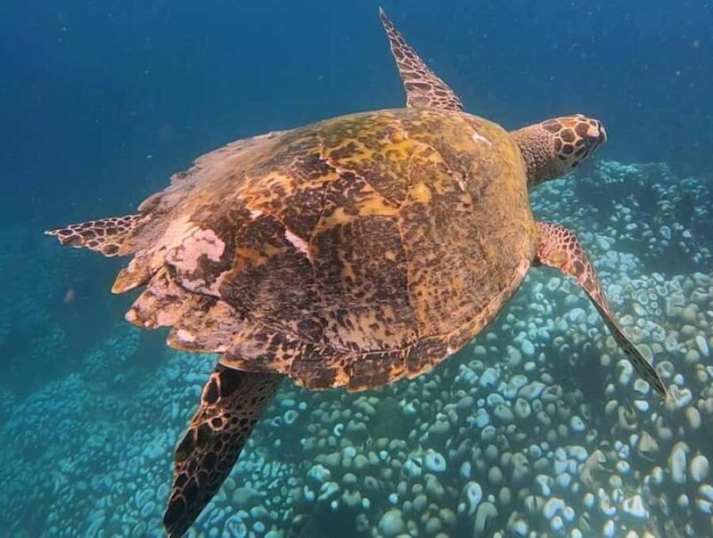 From Lombok: Full-Day Gili Gede, Rengit, & Layar Island Tour - FAQ