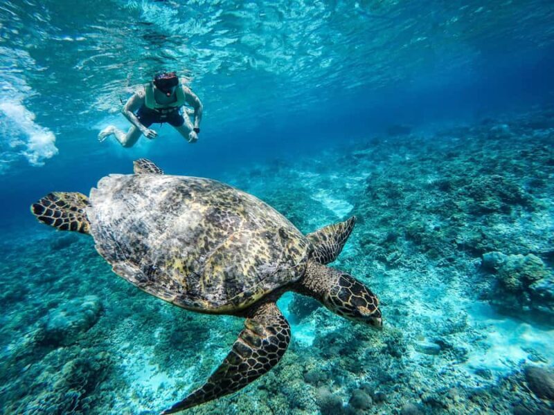 From Lombok: Gili Islands Snorkeling Day Trip - Snorkeling & Marine Encounters – What You’ll See