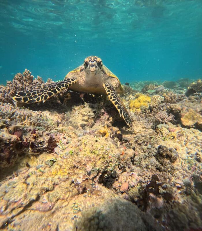 From Lombok Private Snorkeling 3 Gili All Inclusive - Who This Tour Suits Best