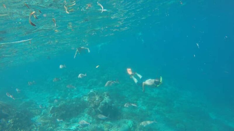 From Lombok: Southern Gilis Private Snorkelling Day Trip - An In-Depth Look at the Tour