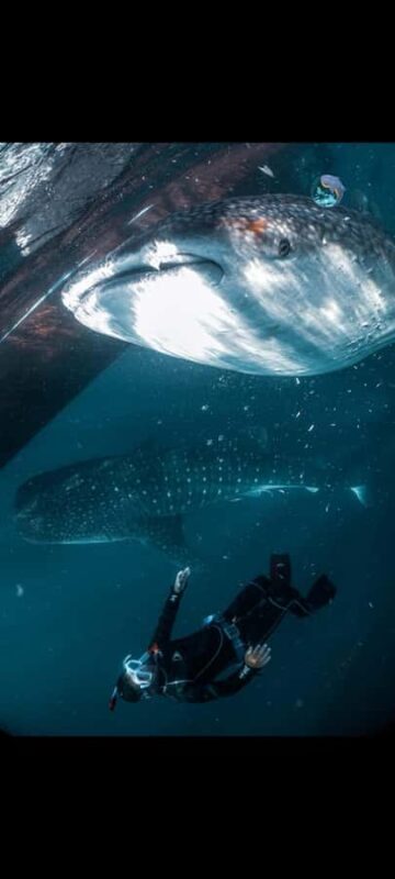 From Lombok,Sumbawa Whale Shark Tour 2D1N - The Main Event: Swimming with Whale Sharks