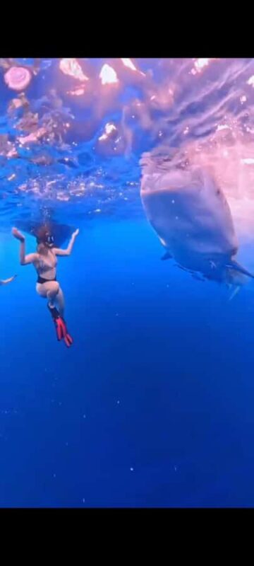 From Lombok,Sumbawa Whale Shark Tour 2D1N - Evaluating the Value and Practicalities