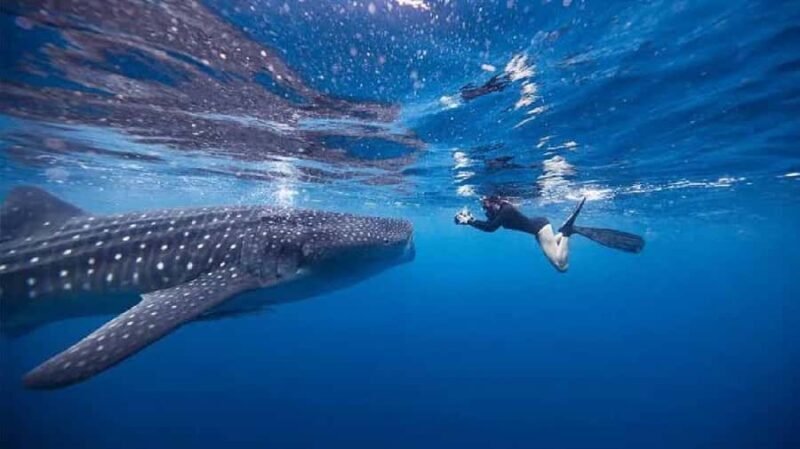 From Lombok,Sumbawa Whale Shark Tour 2D1N - FAQ