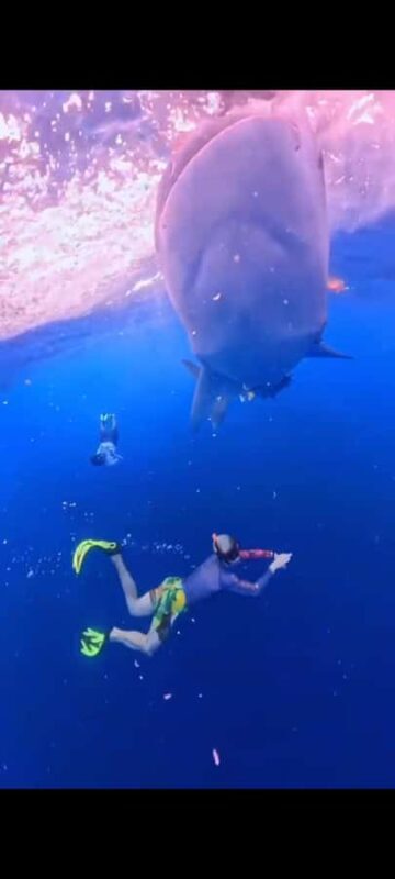 From Lombok,Sumbawa Whale Shark Tour 2D1N - Final Word