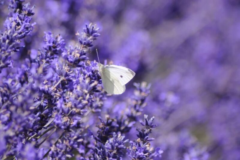 From London: Cotswolds, Country Pub Lunch & Lavender Fields - What to Expect on the Tour