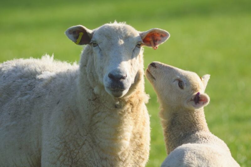 From London: Full-Day Cotswolds Small-Group Tour - A Deep Dive into the Cotswolds Experience
