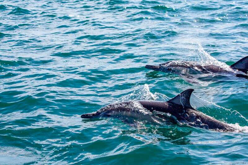 From Loreto: Coronado Island Snorkel - Overall Experience and What Makes This Tour Special
