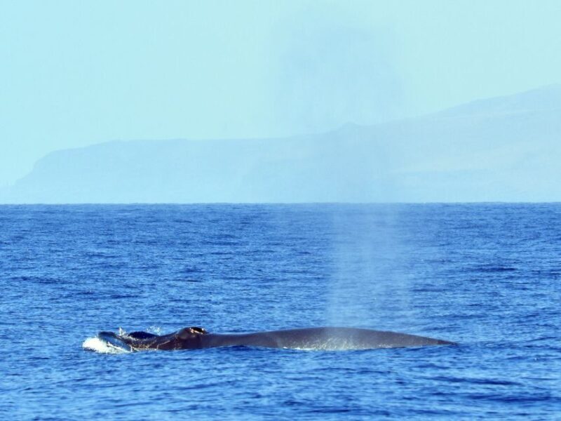 From Los Gigantes: Whale Watching Sailboat Cruise - Authenticity and Customer Feedback