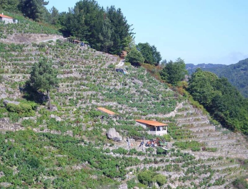 From Lugo: Half day excursion to Ribeira sacra - Who Will Love This Tour?