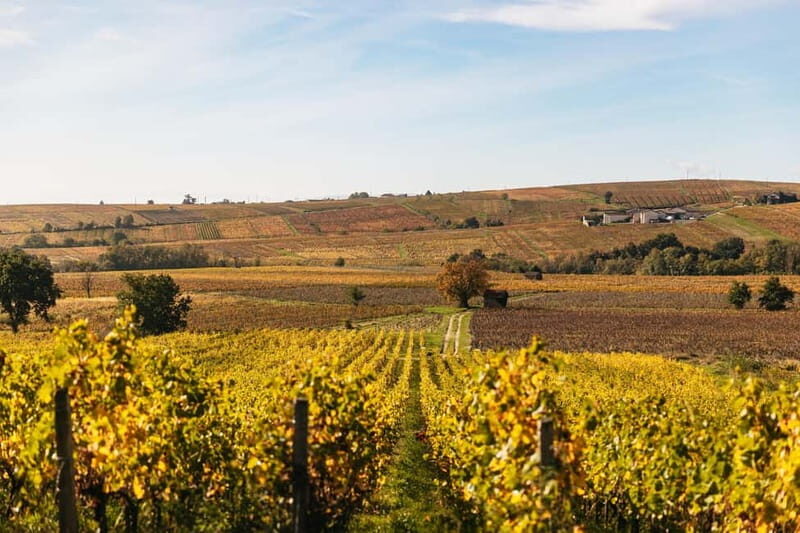 From Lyon: Beaujolais Wine Tour with Tastings - What Travelers Say: Authentic Insights