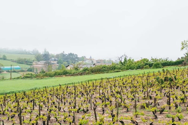 From Lyon: Golden Stones Beaujolais Wine Tasting Tour - Final Thoughts: Who Is This Tour For?