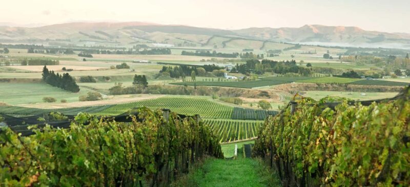 From Lyttelton: Private Wine Tour & Chefs Degustation - Key Points