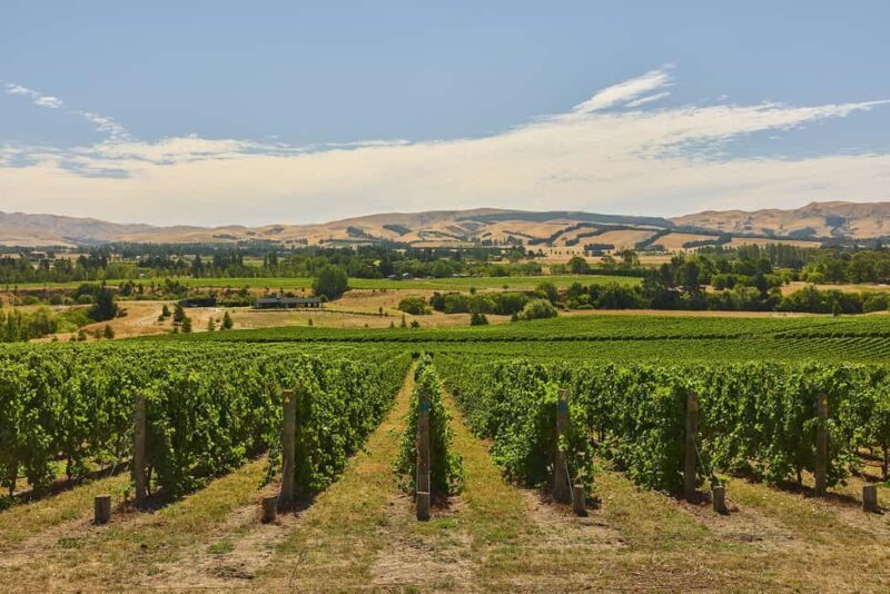 From Lyttelton: Private Wine Tour & Chefs Degustation - FAQ