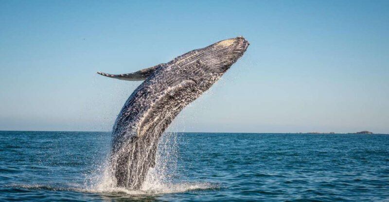 From Ma'alaea: Afternoon Whale Watch Tour Aboard the Malolo - Who Is This Tour Best For?