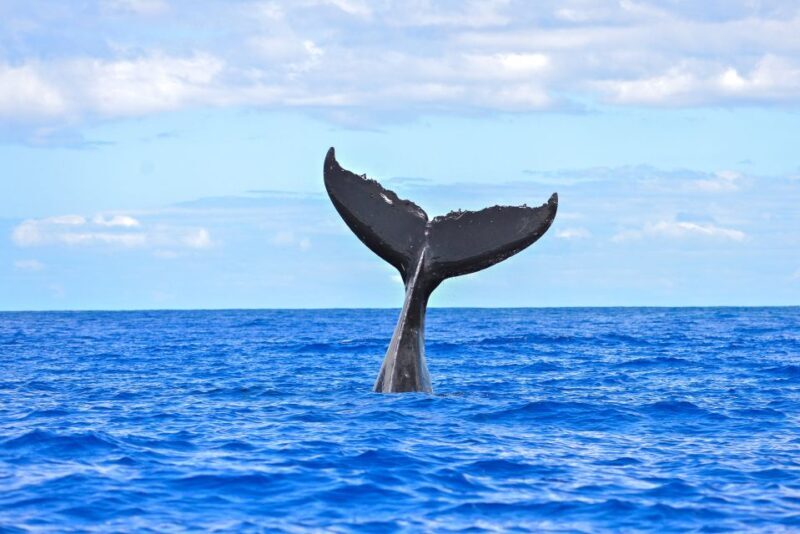 From Ma'alaea: Afternoon Whale Watch Tour Aboard the Malolo - The Sum Up