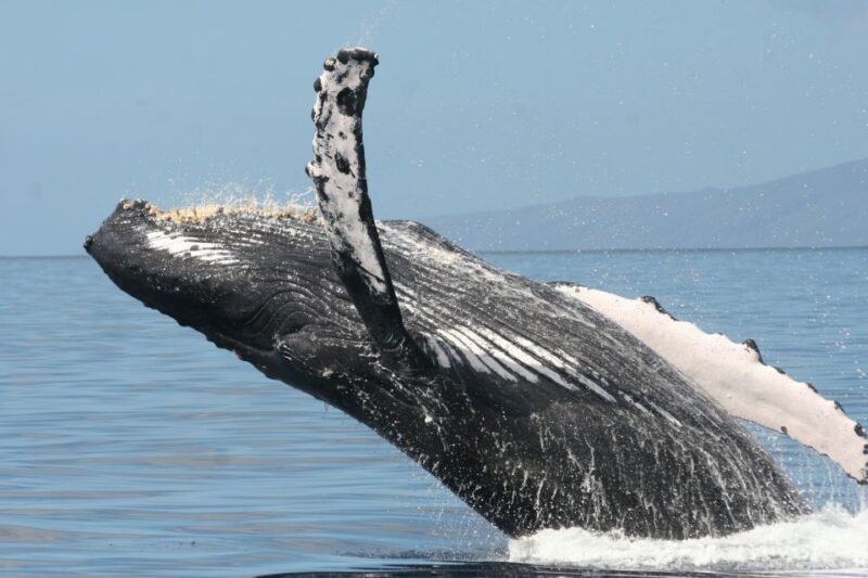 From Ma'alaea: Afternoon Whale Watch Tour Aboard the Malolo - FAQ