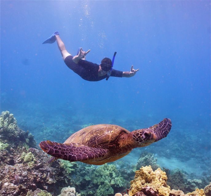 From Ma'alaea: AM Turtle Town Snorkel Aboard Quicksilver - Starting Point and Duration