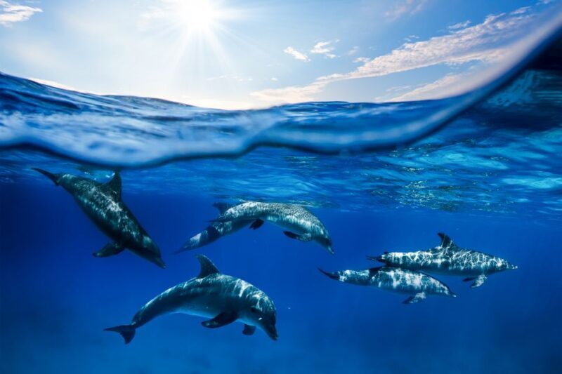 From Ma'alaea: AM Turtle Town Snorkel Aboard Quicksilver - Crew, Safety, and Comfort