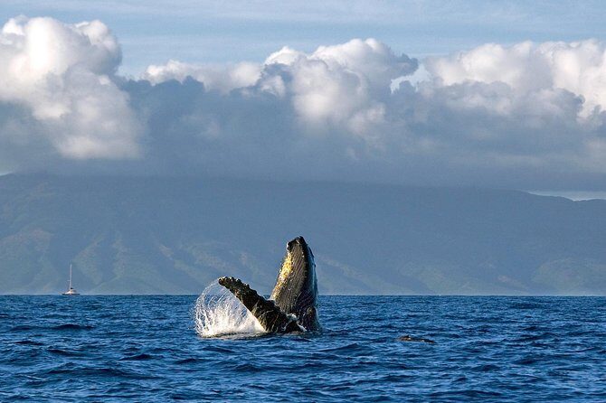 From Ma'alaea Harbor, Maui: Whale Watch Cruise Aboard Malolo - An In-Depth Look at the Whale Watch Cruise