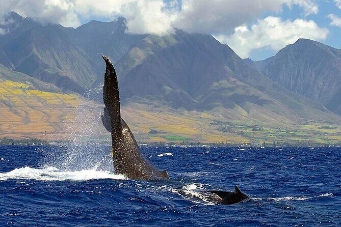 From Ma'alaea Harbor: Sunset Whale Watch Tour Aboard the Malolo - Breaking Down the Itinerary