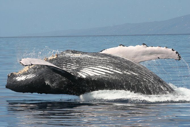 From Ma'alaea Harbor: Whale Watch Cruise Aboard the Malolo - Final Thoughts