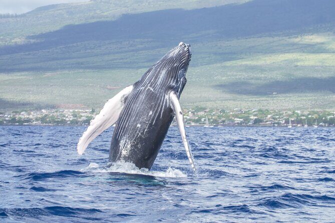From Maalaea Harbor: Whale Watching Tours Aboard Winona Catamaran - FAQs