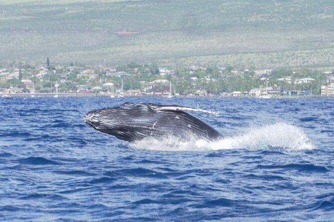 From Maalaea Harbor: Whale Watching Tours Aboard Winona Catamaran - Final Thoughts
