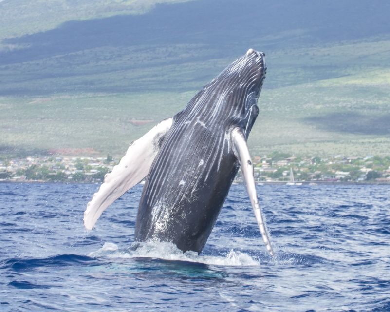 From Maalaea: Whale Watching Catamaran Cruise with Drinks - What to Expect and Tips for a Great Trip