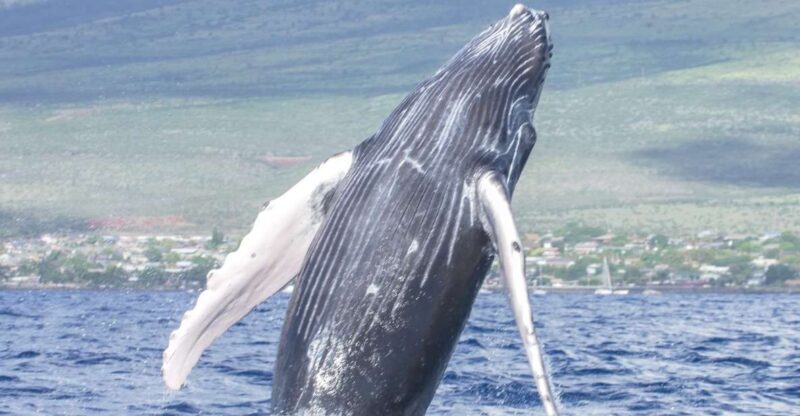 From Maalaea: Whale Watching Catamaran Cruise with Drinks - Who Will Love This Tour?