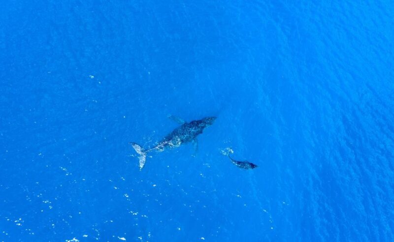 From Maalaea: Whale Watching Catamaran Cruise with Drinks - What Travelers Are Saying