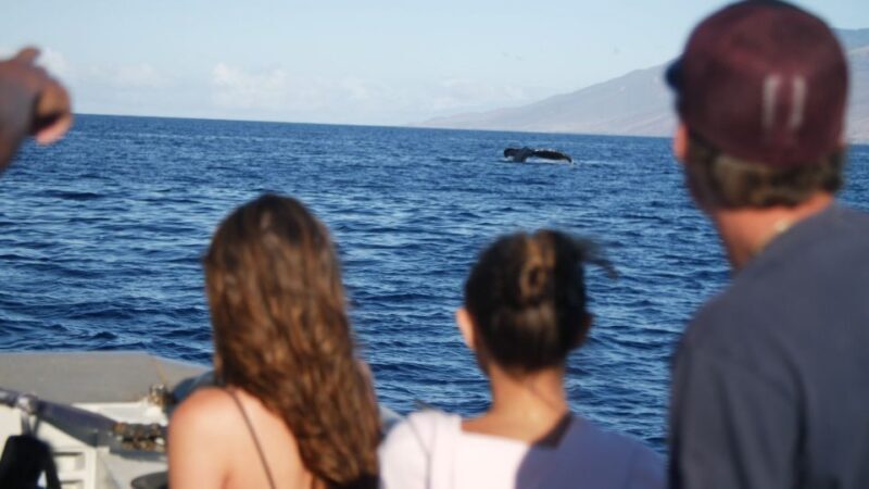 From Maalaea: Whale Watching Catamaran Cruise with Drinks - Practical Details and Tips