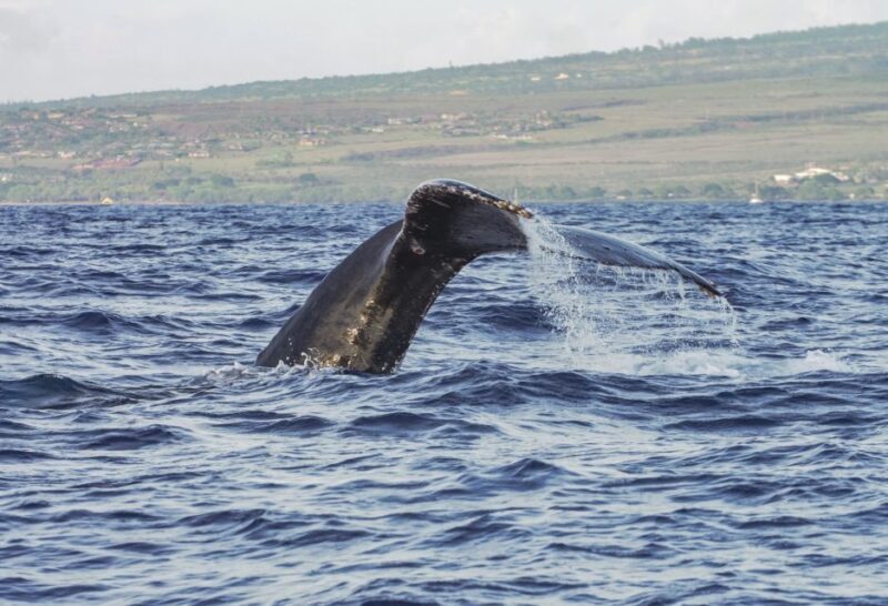 From Maalaea: Whale Watching Catamaran Cruise with Drinks - FAQ Section