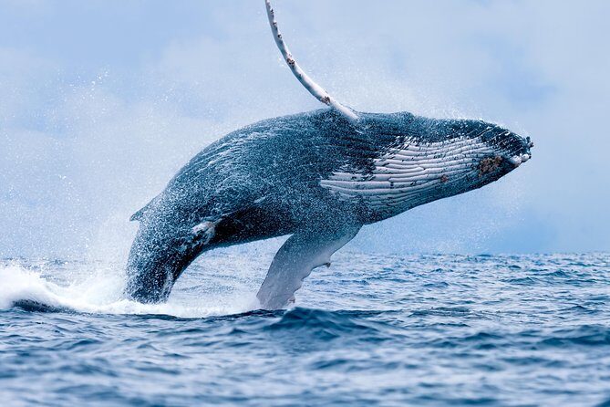 From Maalaea: Whale Watching Tour Aboard the Quicksilver - Who Will Love This Tour?