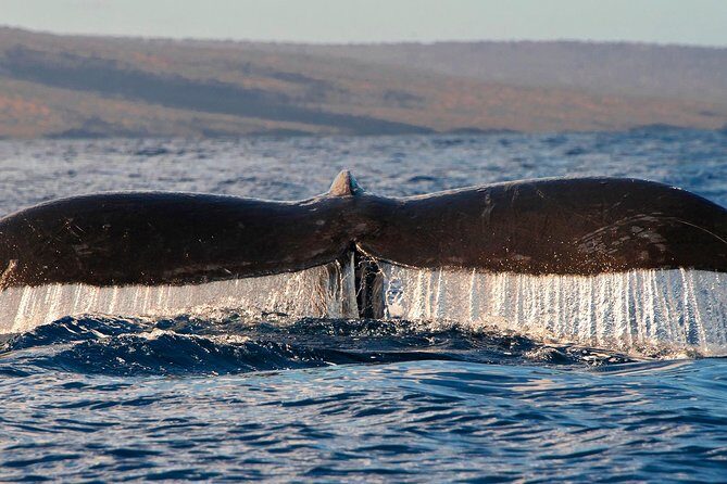 From Maalaea: Whale Watching Tour Aboard the Quicksilver - FAQs