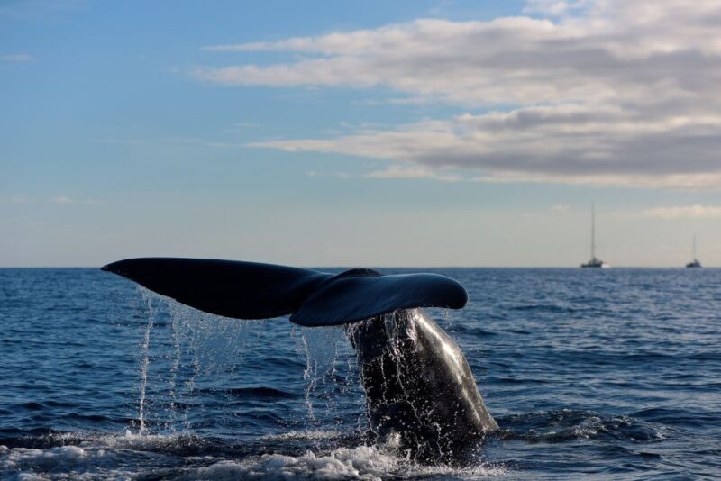 From Machico: Madeira Whale and Dolphin Watching Boat Tour - An In-Depth Look at the Madeira Whale and Dolphin Watching Tour