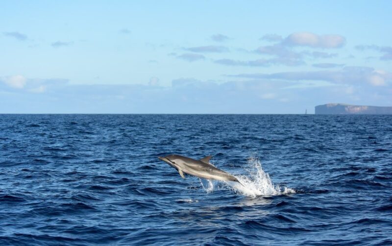 From Machico: Madeira Whale and Dolphin Watching Boat Tour - Who Will Love This Tour?