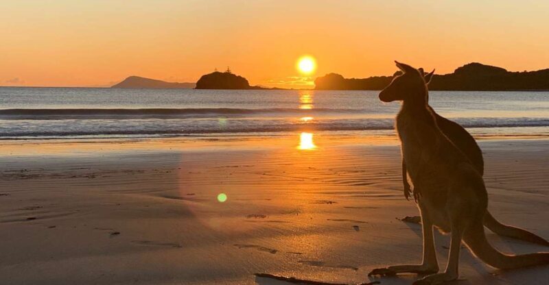 From Mackay: Wallabies on the Beach Sunrise Trip - Introduction: A Unique Australian Experience for Nature Lovers