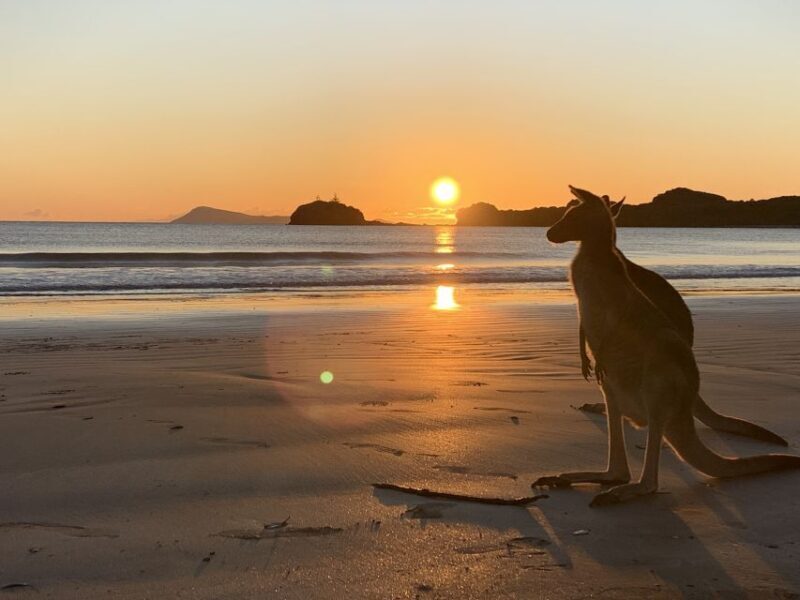 From Mackay: Wallabies on the Beach Sunrise Trip - Key Points