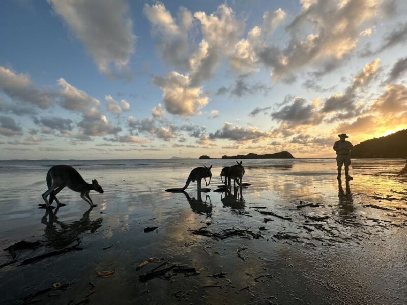 From Mackay: Wallabies on the Beach Sunrise Trip - Why This Tour Offers Great Value