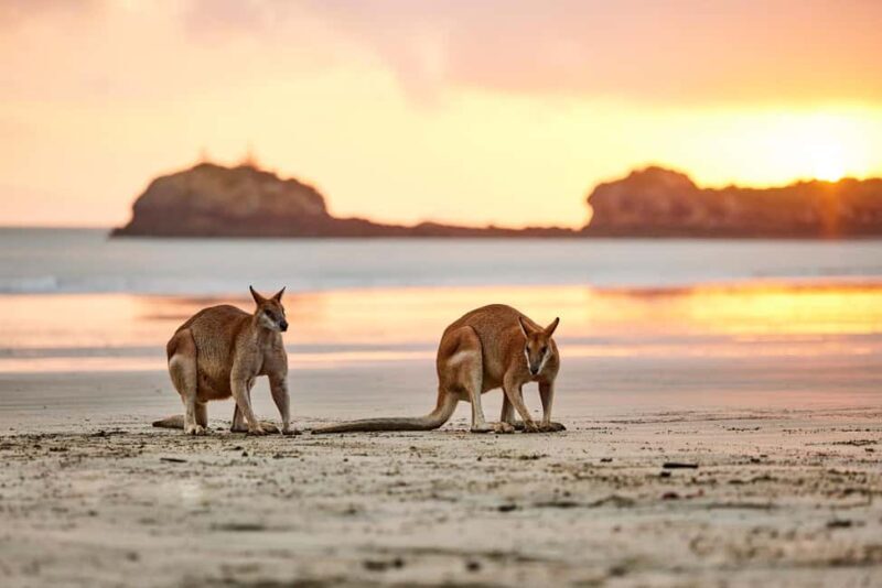 From Mackay: Wallabies on the Beach Sunrise Trip - How It Compares to Other Experiences
