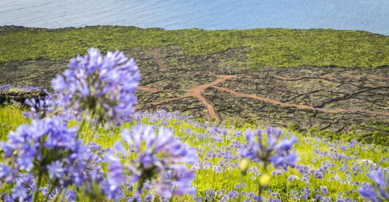 From Madalena: Pico Volcanoes and Lakes Guided Day Tour - Lakes and Lagoons Exploration